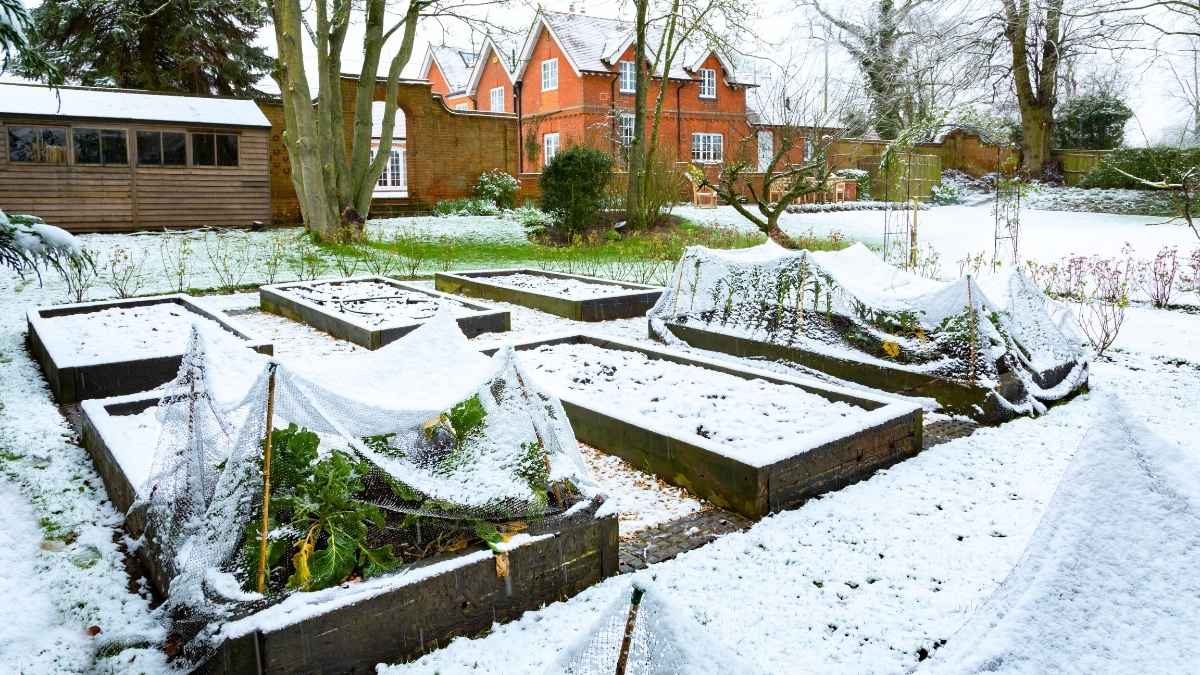 Vegetable garden under snow: 7 little-known tips and a simple fleece ...